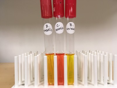 Phenol red carbohydrate broth Key to symbols and | Chegg.com