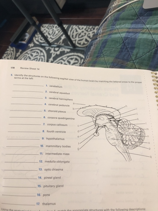 Solved 178 Review Sheet 14 5. Identify the structures on the | Chegg.com