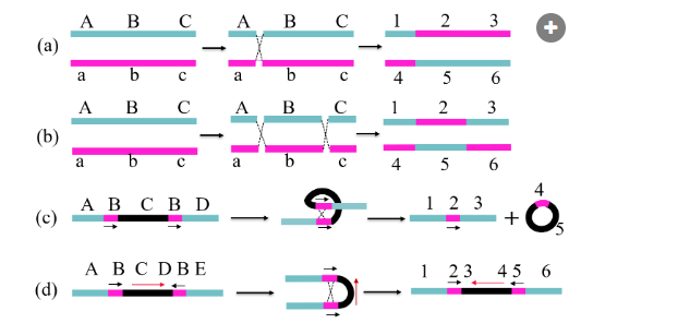 Solved A recombination in direct repeats results in the | Chegg.com