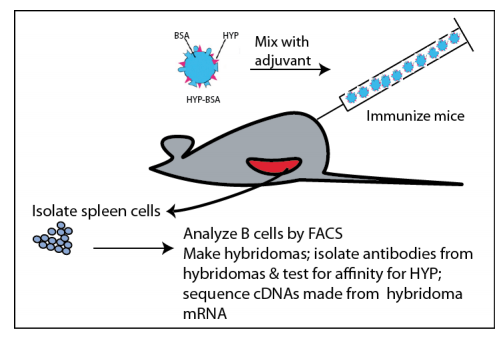 Solved Mice were immunized with a hapten protein conjugate | Chegg.com