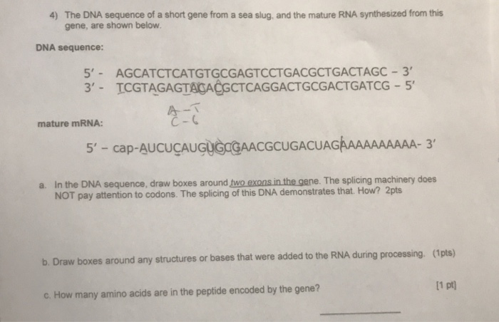 Solved 4) The DNA sequence of a short gene from a sea slug, | Chegg.com