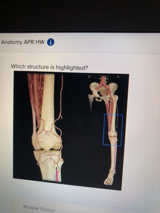 Solved irculatory Anatomy APR HW re is highlighted? 12 | Chegg.com