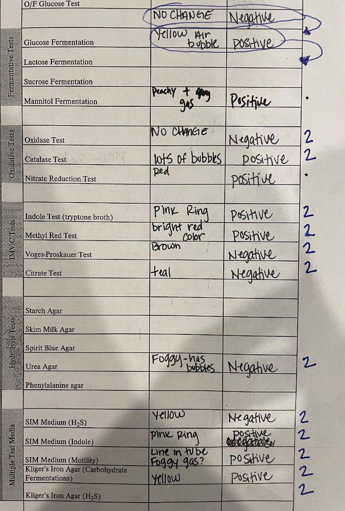 Solved Microbiology: create a flow chart for the | Chegg.com