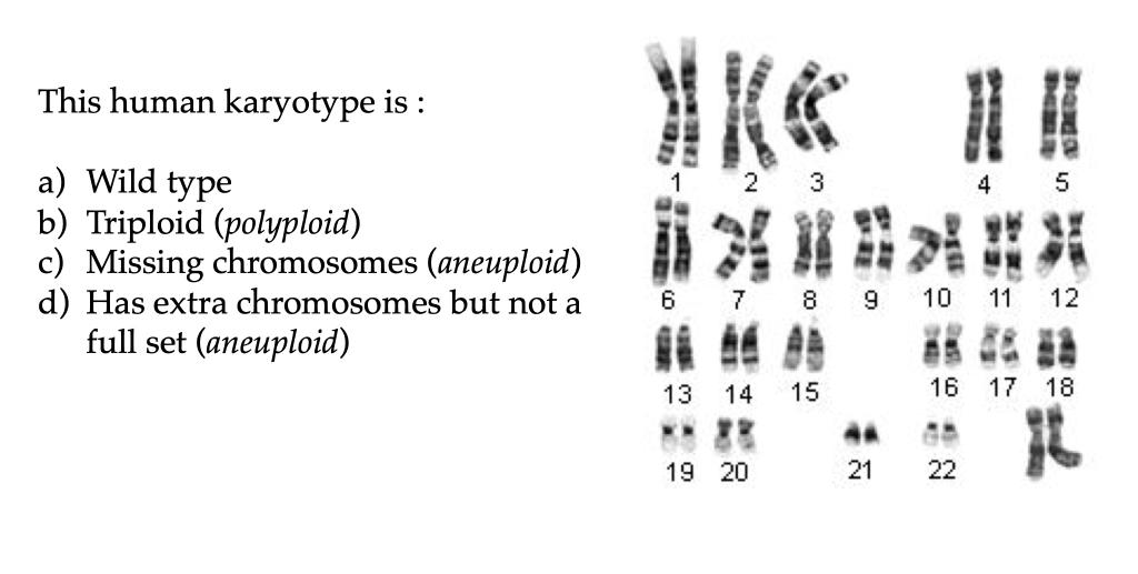 Solved This human karyotype is : MI 1 2 3 4 5 a) Wild type | Chegg.com