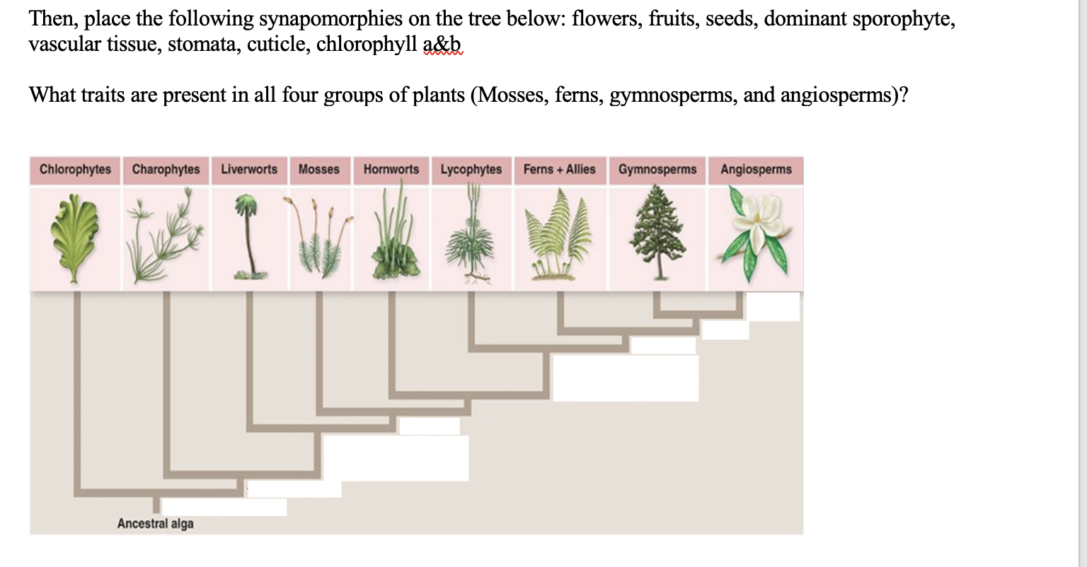 Solved Then, place the following synapomorphies on the tree | Chegg.com