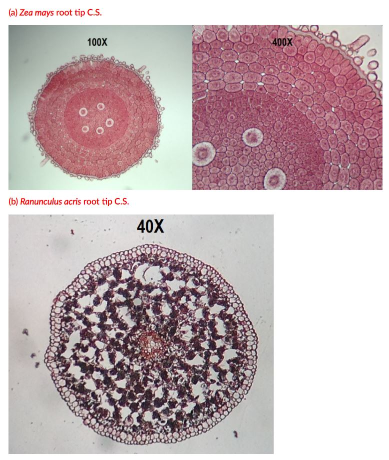 Solved Section 3: Examination of sections of old tree trunks | Chegg.com