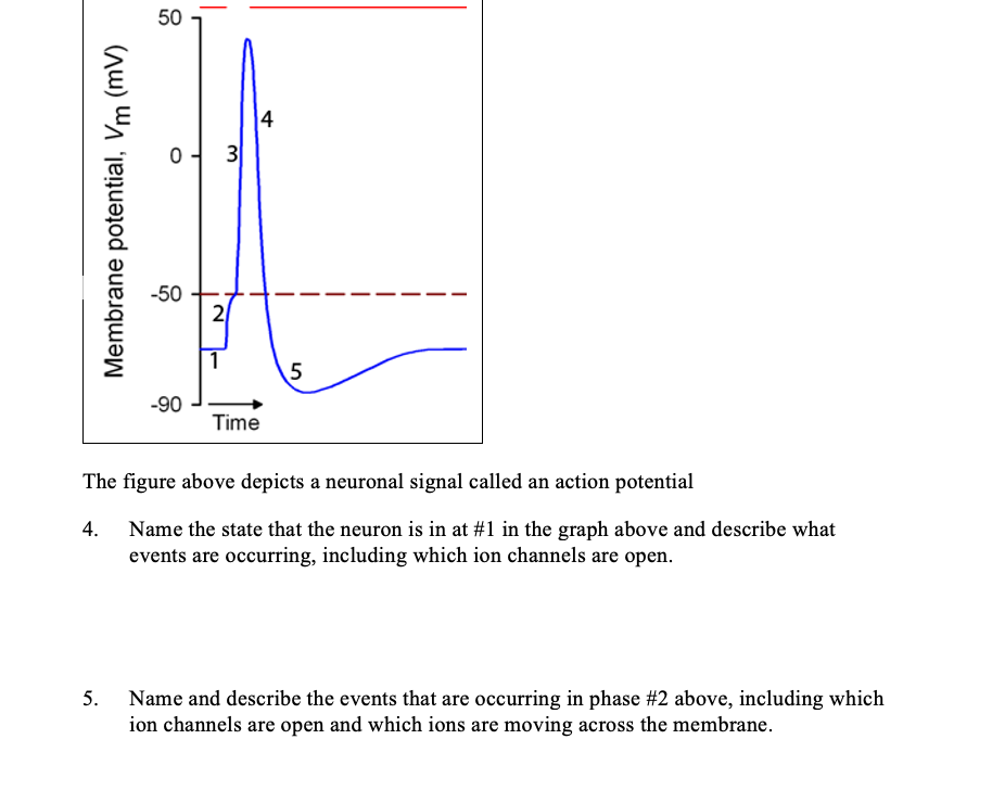 Solved 50 4 03 Membrane potential, Vm (mv) -50 1 2. 2 1 5 | Chegg.com
