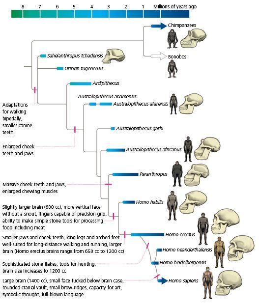 Solved Name one derived trait other than change in | Chegg.com