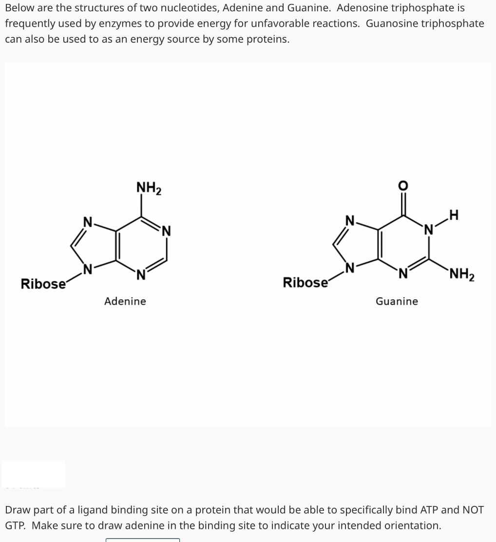 Solved Below are the structures of two nucleotides, Adenine | Chegg.com