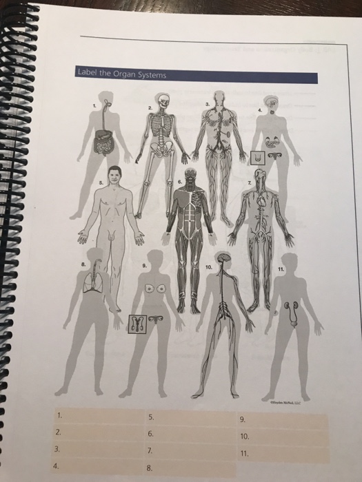 Solved 1: Body Organization and Terminology Match the | Chegg.com