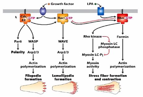 Solved Growth factor and LPA as signaling molecule are | Chegg.com