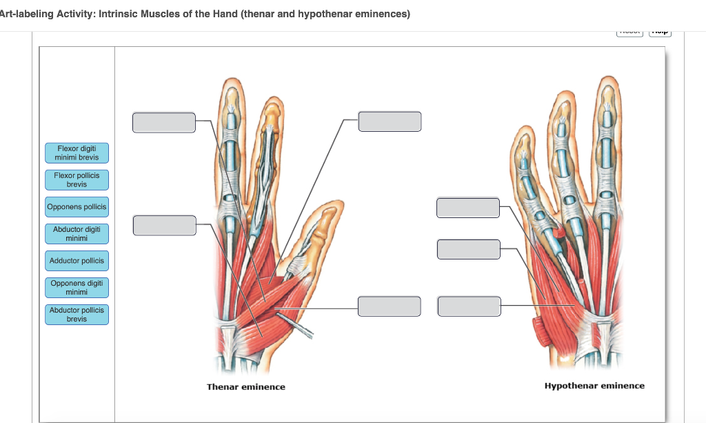 Solved Art-labeling Activity: Muscles of the Posterior | Chegg.com