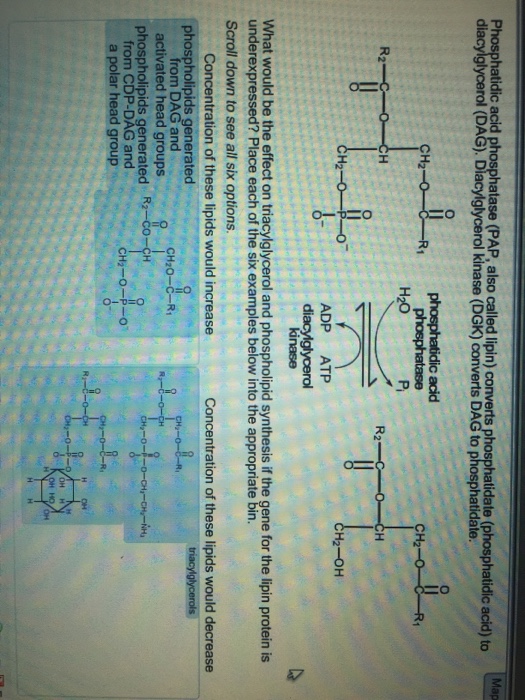 Phosphatidic acid phosphatase (PAP, also called | Chegg.com