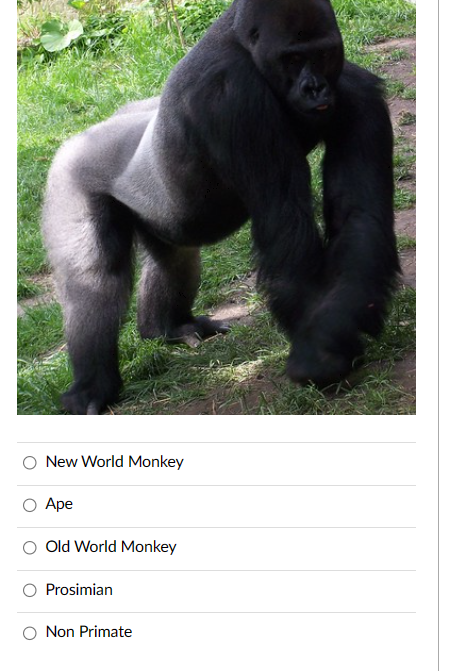 Solved What is the classification of this species? New World | Chegg.com