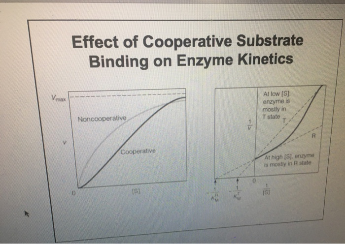Solved Effect of Cooperative Substrate Binding on Enzyme | Chegg.com