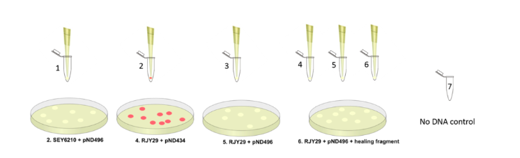Solved A student tests colonies from transformation | Chegg.com