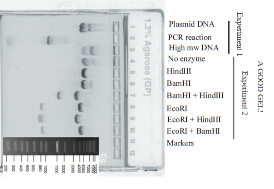 Solved Explain the number of bands visible in the PCR sample | Chegg.com