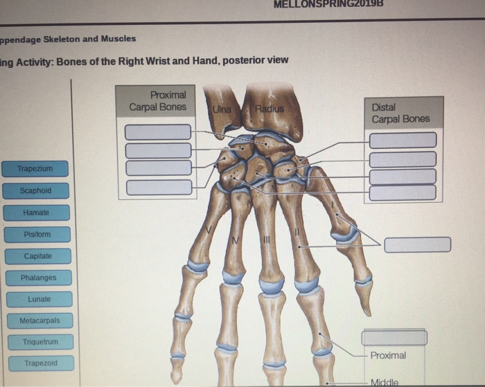 Hand Bones Posterior View