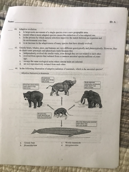 Solved Name: ID: A 44. Adaptive evolution a. is large-scale | Chegg.com