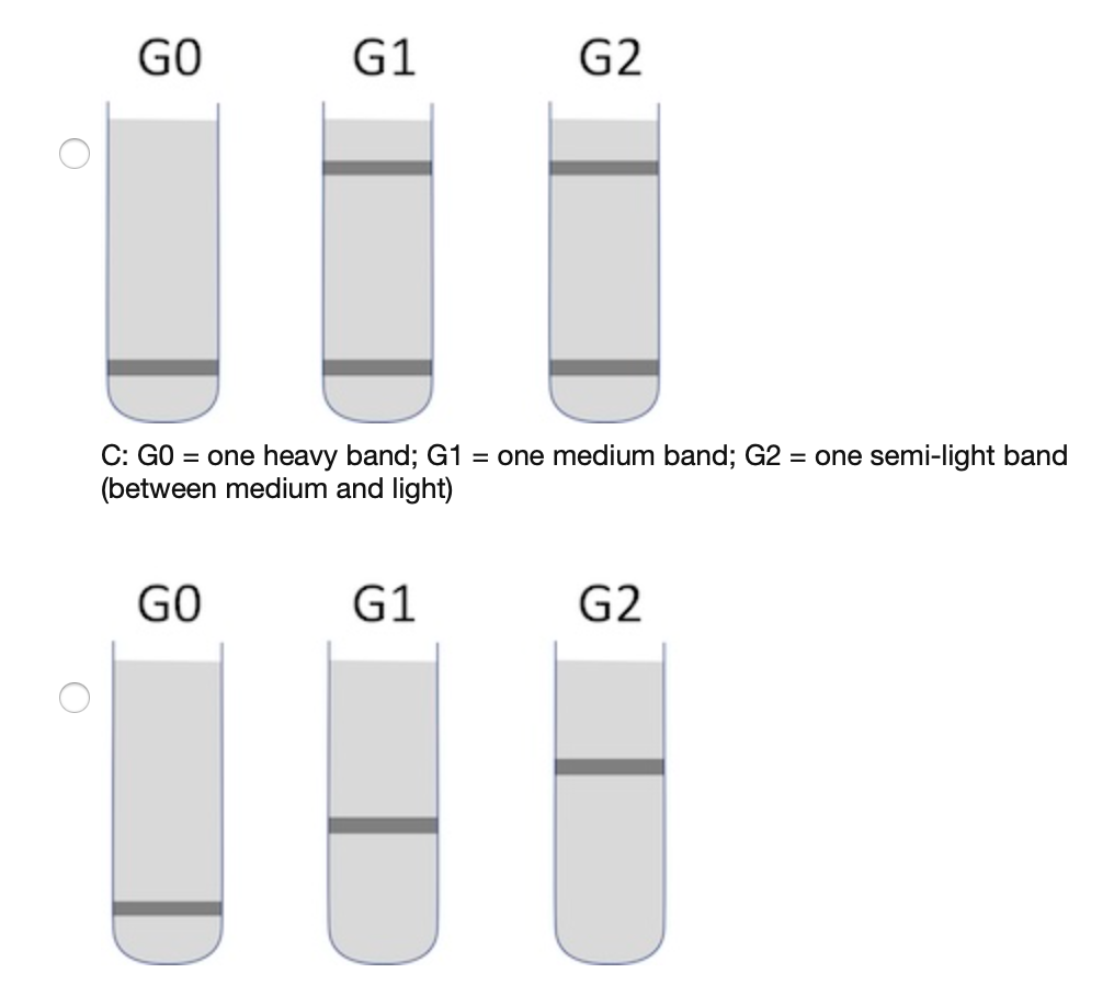Solved The Meselson-Stahl experiment provided evidence about | Chegg.com