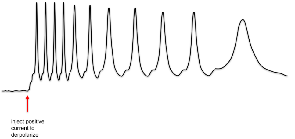 Solved You are recording from a neuron that has without | Chegg.com