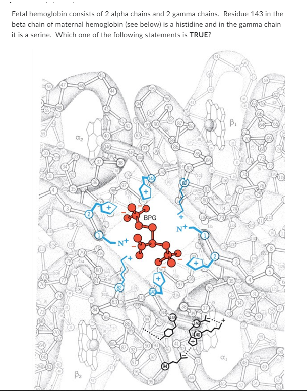 [Solved]: Fetal hemoglobin consists of 2 alpha chains and