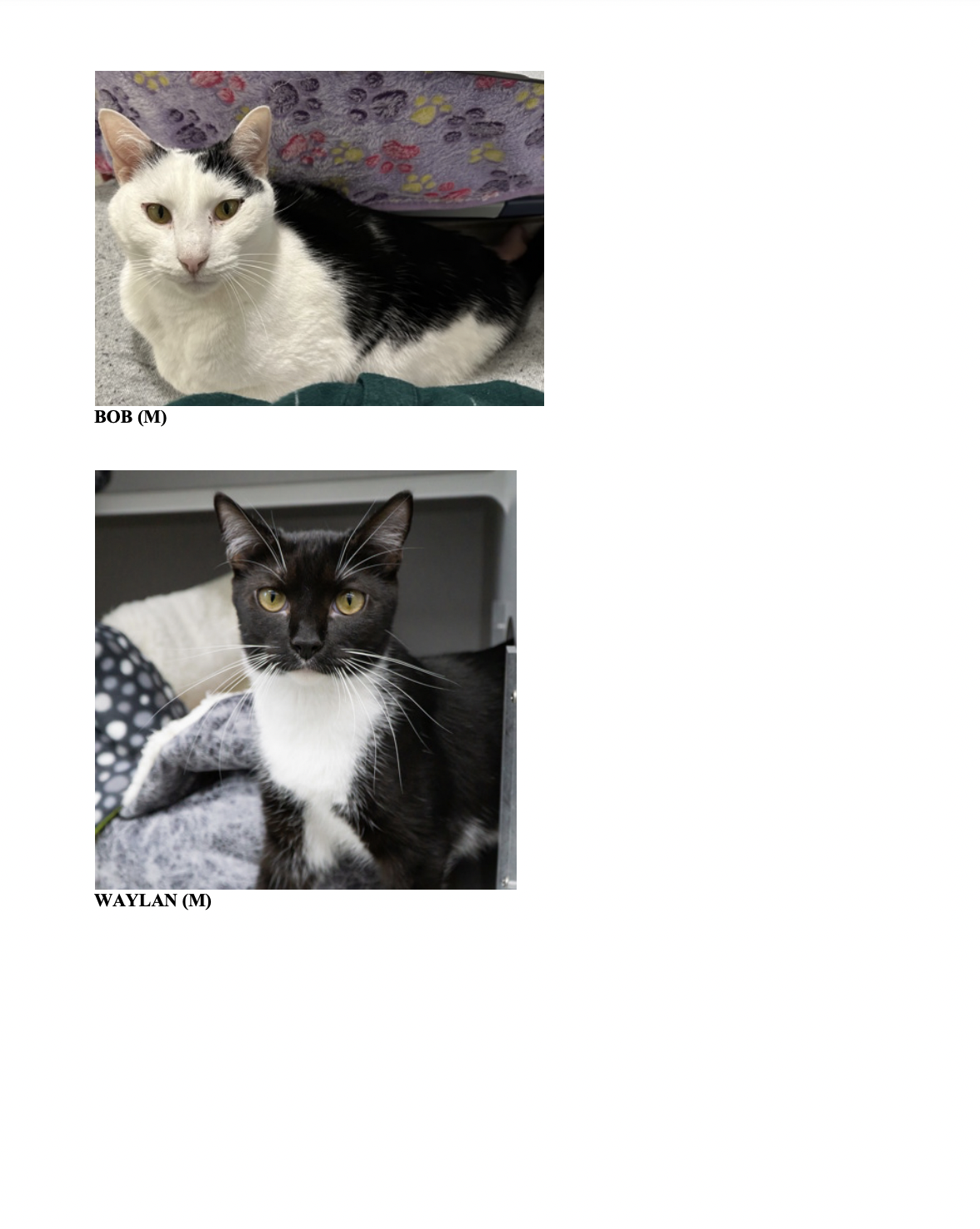 CAT COAT GENETICS FILE 4 (F) = FEMALE ∣(M)= MALEGAYLE | Chegg.com