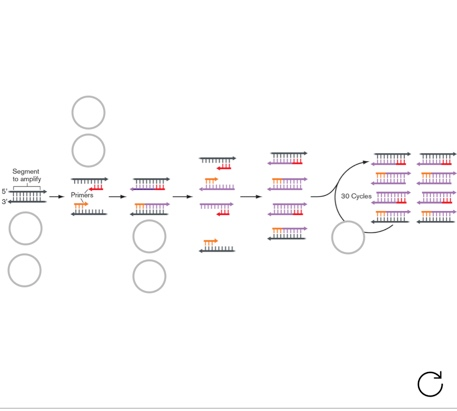 Solved Label the figure with the correct description of | Chegg.com