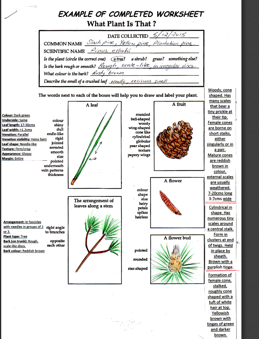 Classification Of Plants For Kids Worksheets