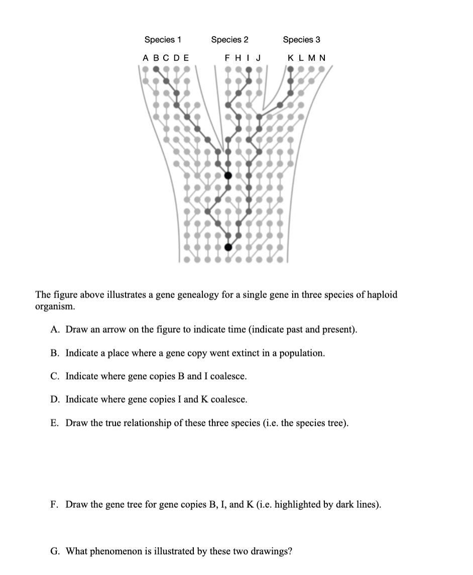 Solved The figure above illustrates a gene genealogy for a | Chegg.com