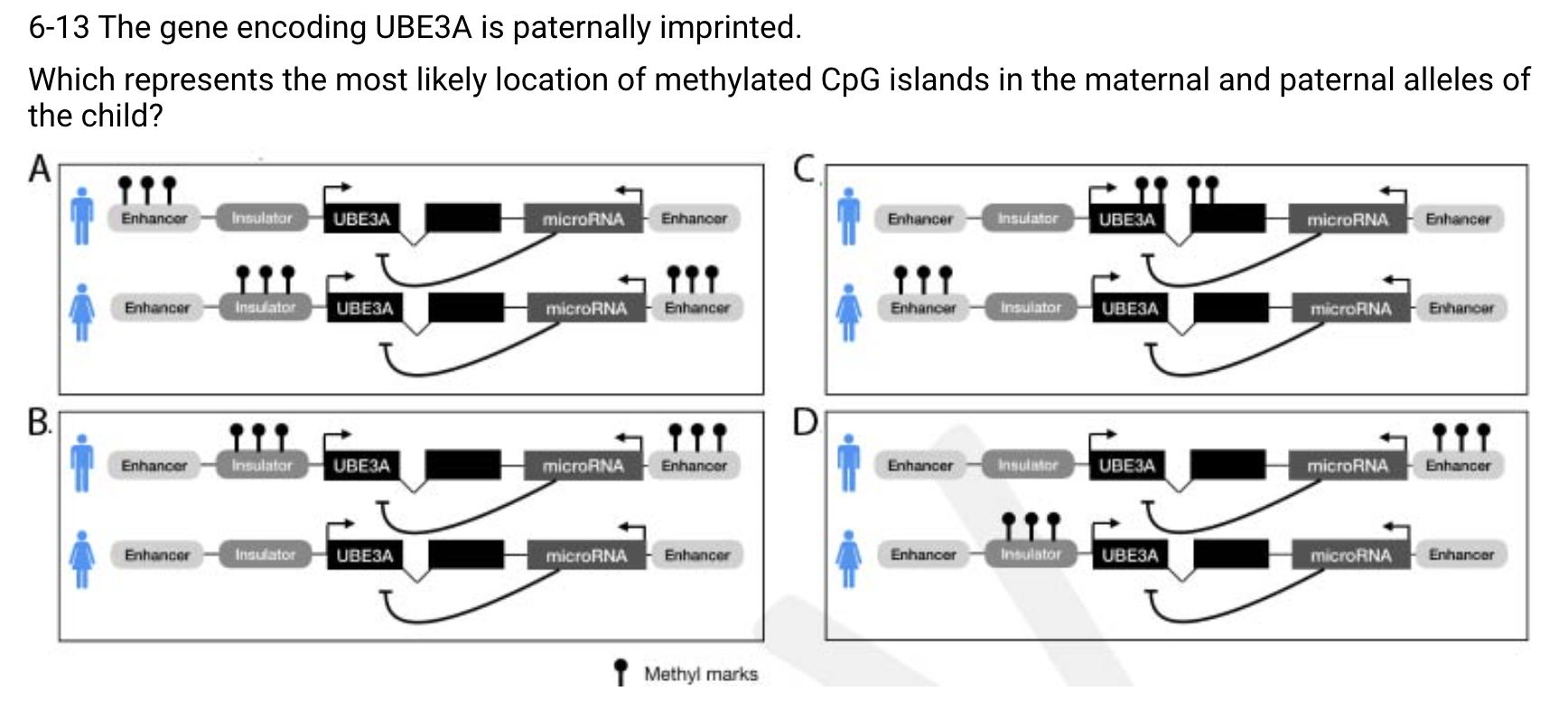 Solved 6-13 The gene encoding UBE3A is paternally imprinted. | Chegg.com