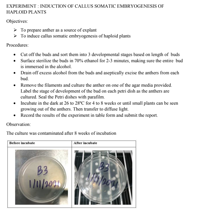 Solved EXPERIMENT : INDUCTION OF CALLUS SOMATIC | Chegg.com