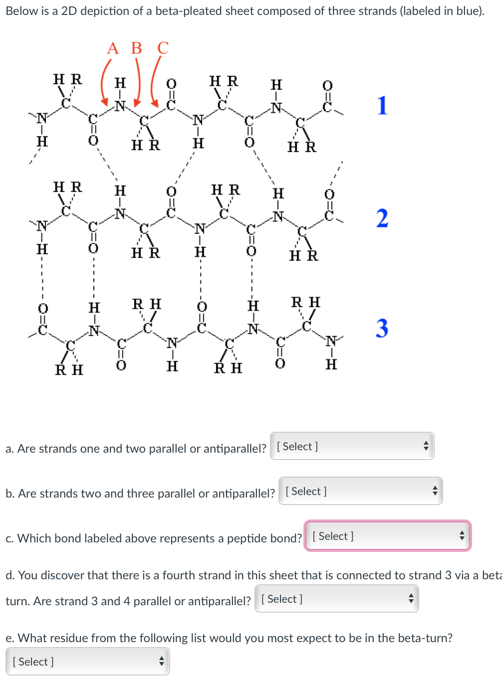 Solved Below is a 2D depiction of a beta-pleated sheet | Chegg.com