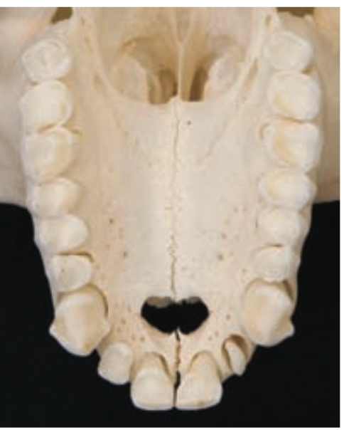 Solved A. Calculate the dental formula B. For each number, | Chegg.com