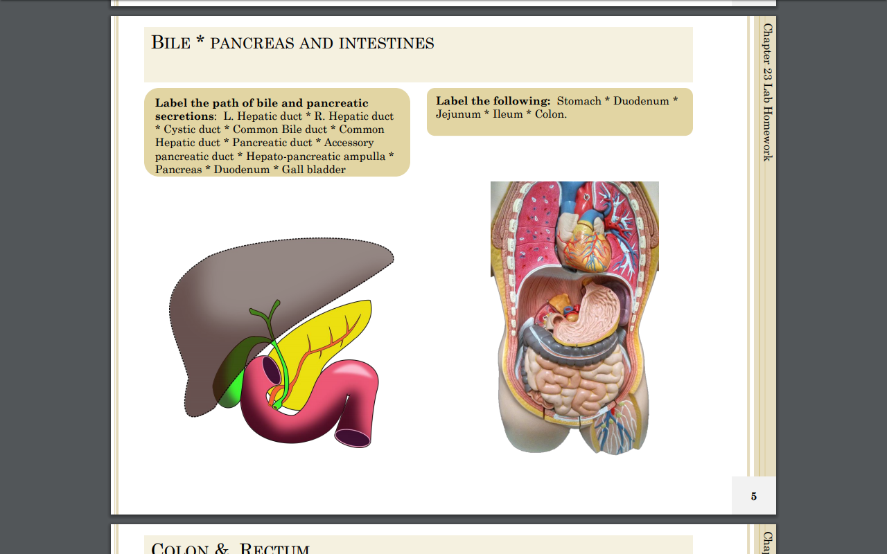 7 HISTOLOGY Identify this tissue and its relevant | Chegg.com