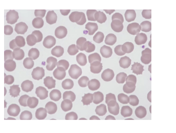 Solved Identify the most significant morphological feature | Chegg.com