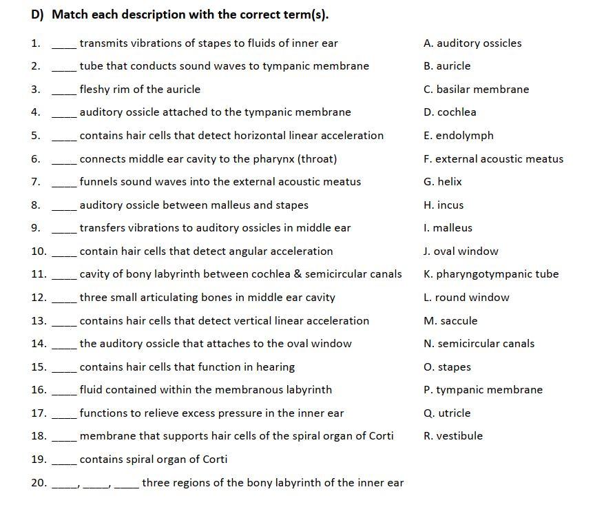 Solved D) Match each description with the correct term(s). | Chegg.com