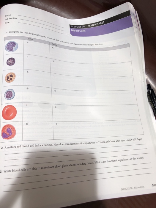 Solved Lab Section Date REVIEW SHEET CİSE 20 Blood Cells 1. | Chegg.com