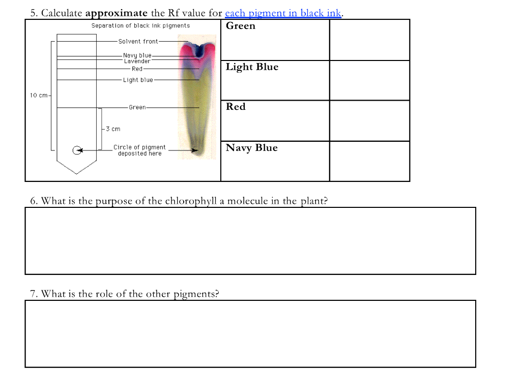 Solved 5. Calculate approximate the Rf value for each | Chegg.com