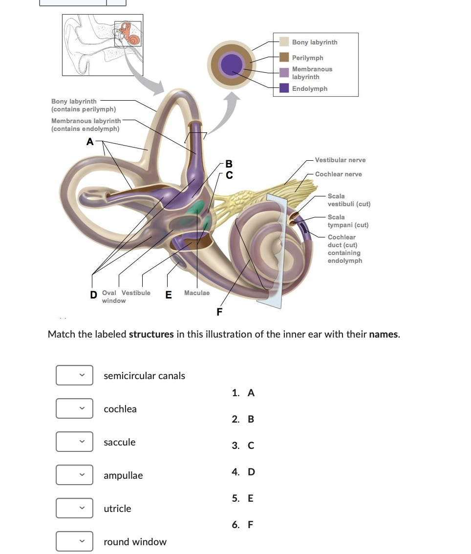 Solved The bone labeled "A" in this diagram of the ear is | Chegg.com