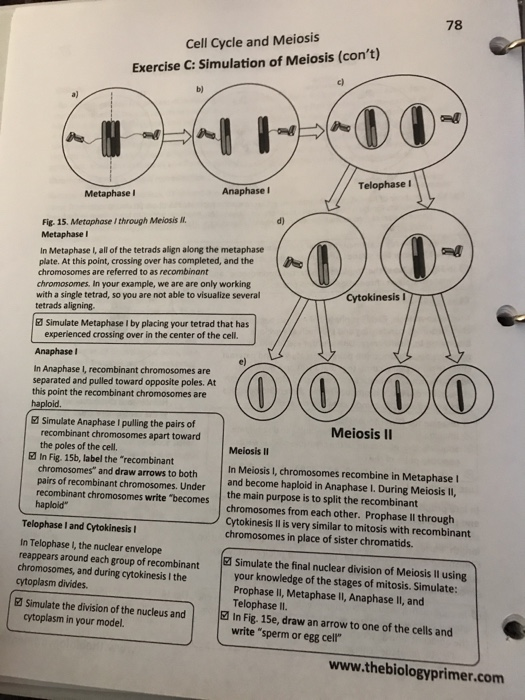 78 Cell Cycle and Meiosis Exercise C: Simulation of | Chegg.com