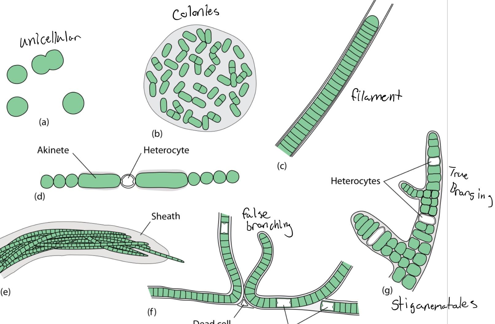Oscillatoria Filament Labeled