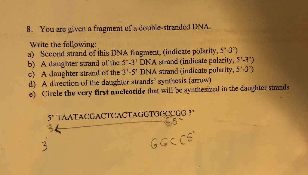 Solved 8. You are given a fragment of a double-stranded DNA. | Chegg.com