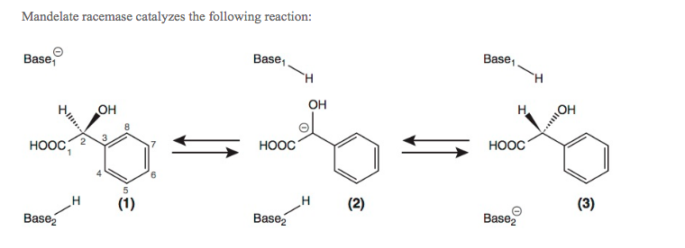 Solved Draw the mechanism for the racemization reaction of | Chegg.com