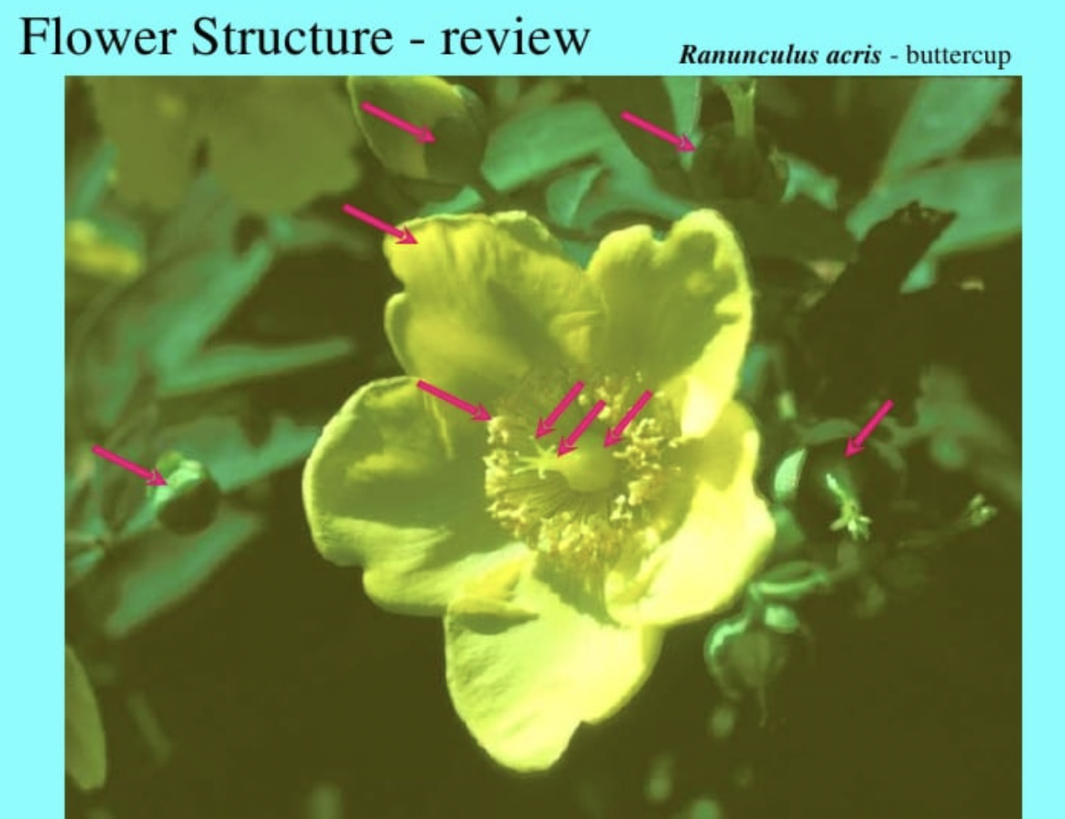 Solved Flower Structure - review Ranunculus acris - | Chegg.com