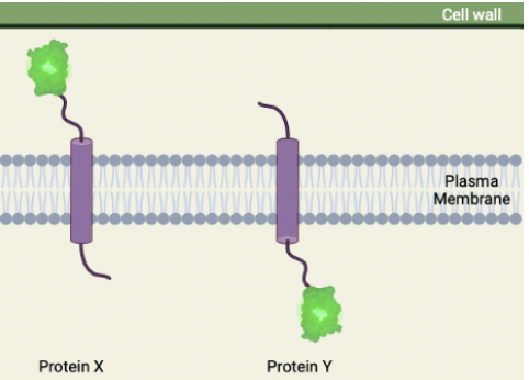 Solved Tethering of membrane proteins can prevent membrane | Chegg.com