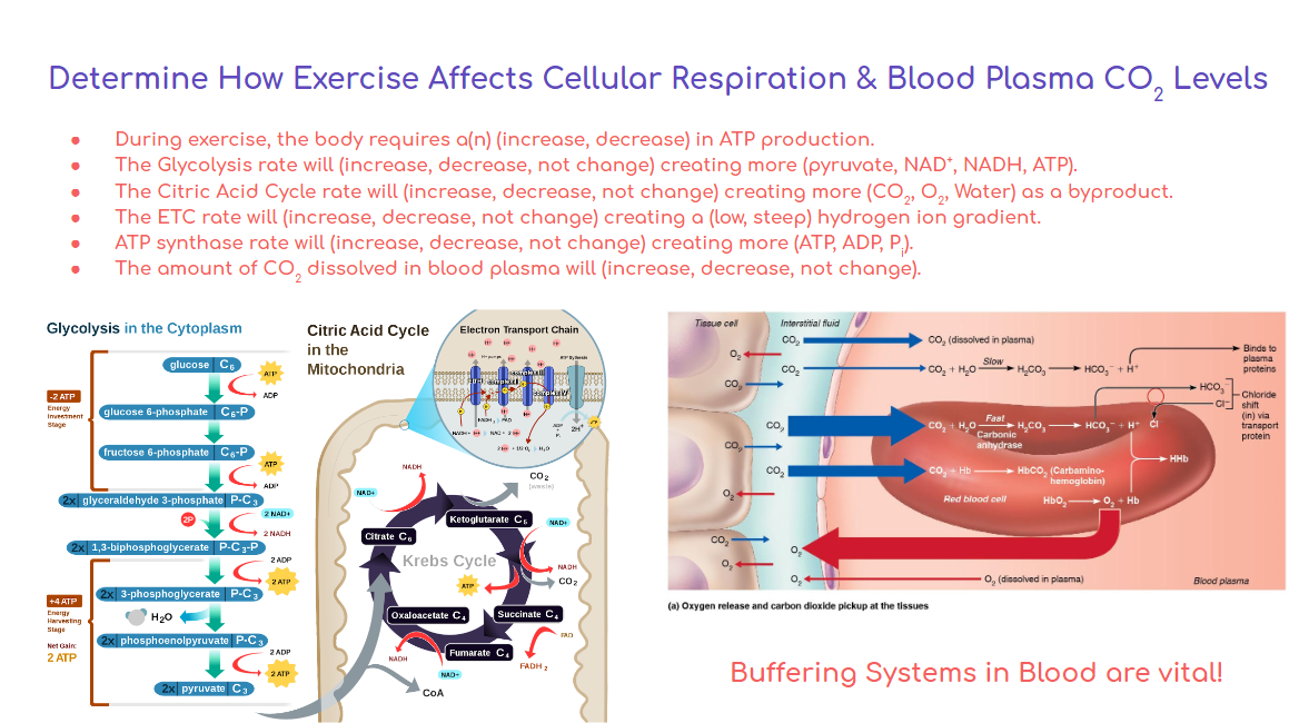 Solved Determine How Exercise Affects Cellular Respiration | Chegg.com