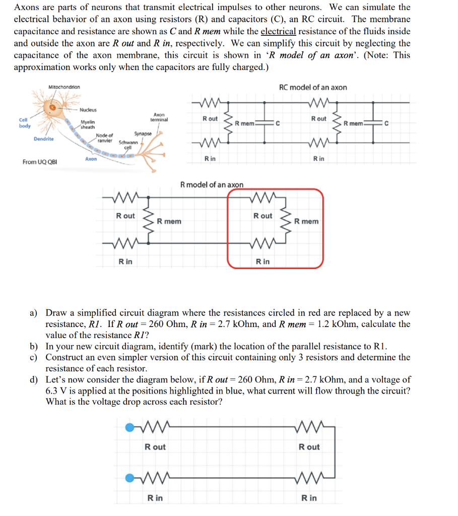 Solved Axons are parts of neurons that transmit electrical | Chegg.com