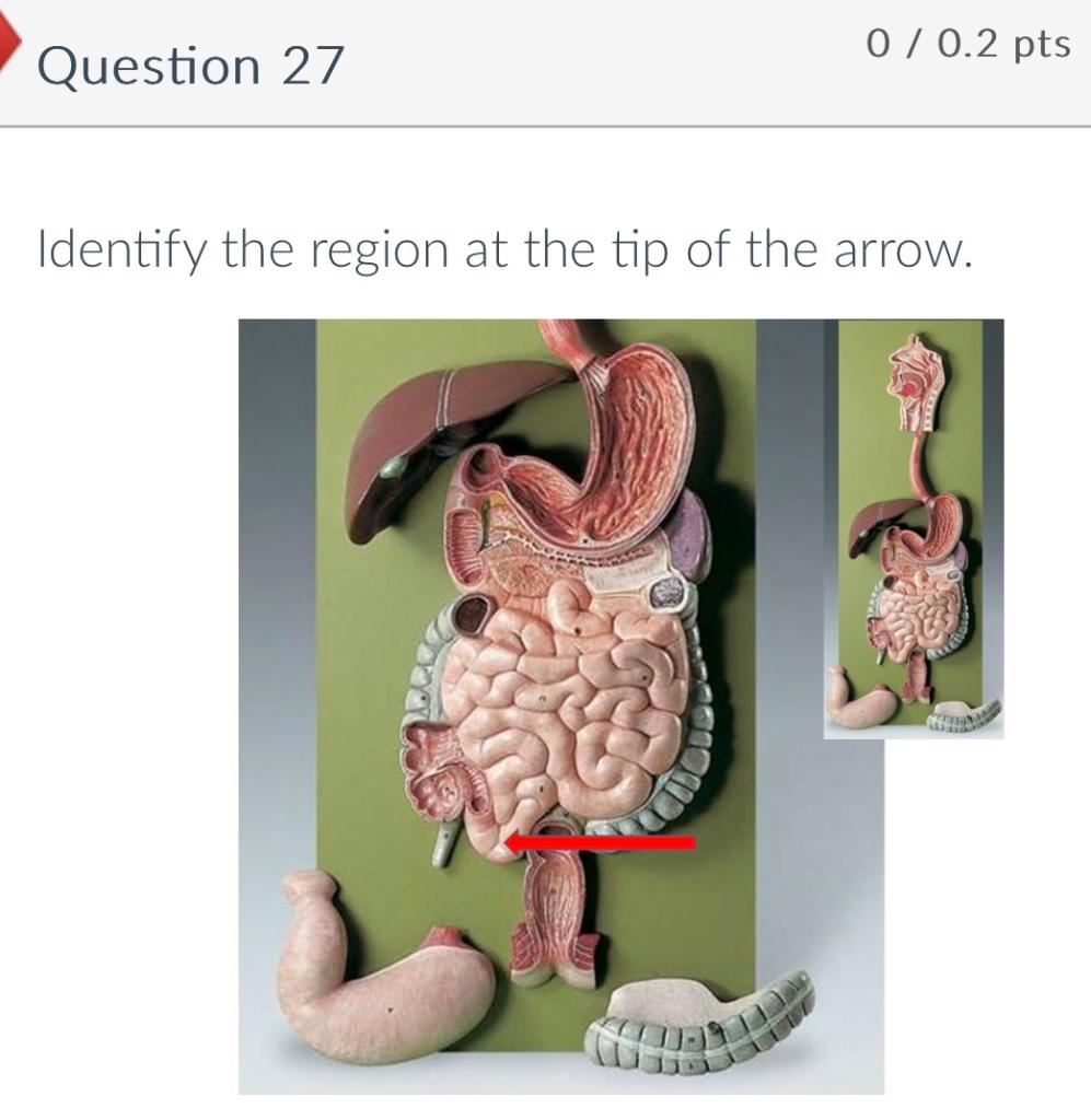 Solved Identify the structure at the tip of the | Chegg.com