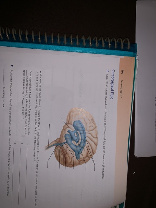 Solved 290 Review Sheet 17 Cerebrospinal Fluid 10. Label the | Chegg.com